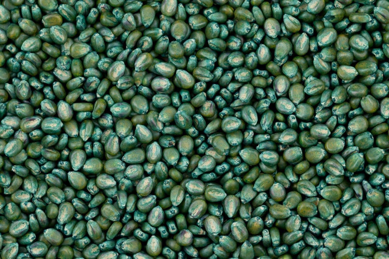 Product - Seed | Wilbur-Ellis