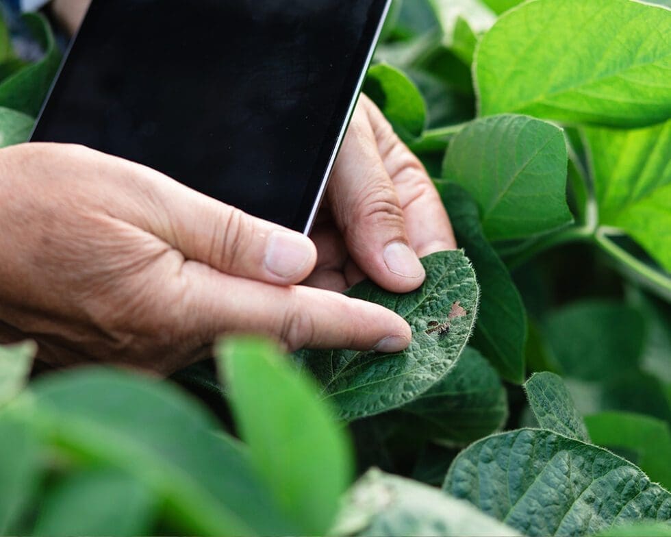 Service – Field Scouting | Wilbur-Ellis