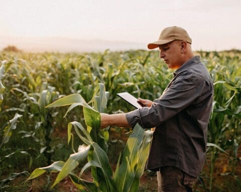 Service – Field Scouting | Wilbur-Ellis