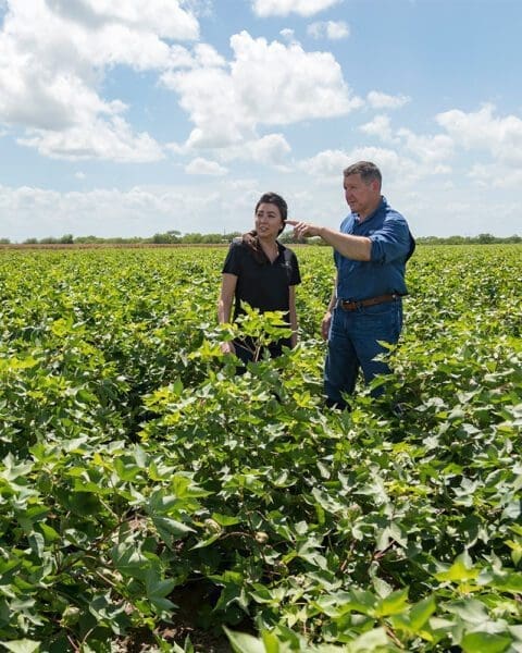 Service – Field Scouting | Wilbur-Ellis