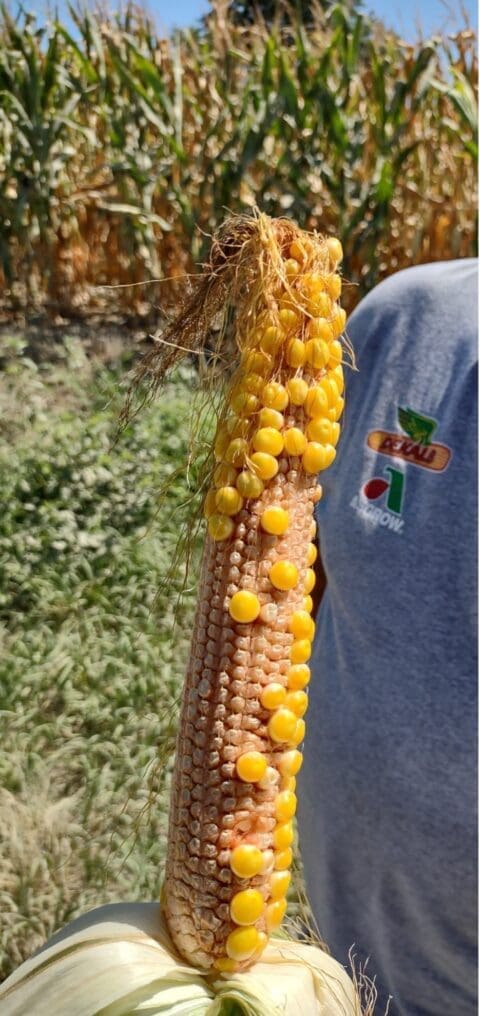 Tipping Back & Pollination Issues in Corn | Wilbur-Ellis Company