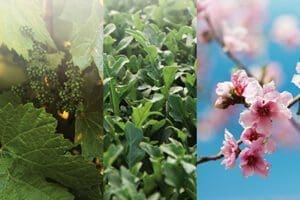 Biofungicides offer natural option for effective disease control, with ...