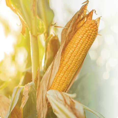 Harvest Bounty Corn HB1244 | Wilbur-Ellis
