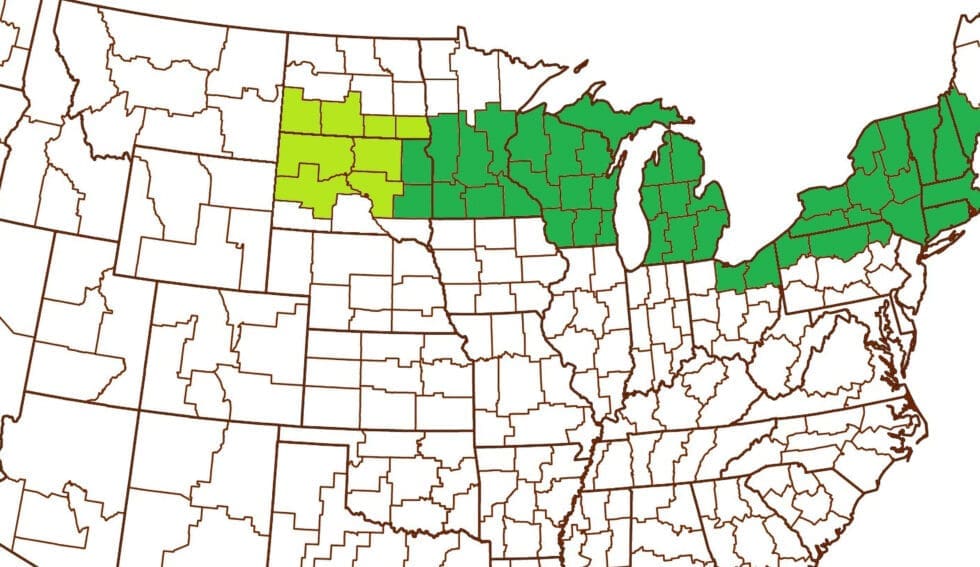 INTEGRA Corn 4556 | INTEGRA Corn, INTEGRA Seed Products